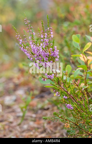Flowering calluna vulgaris in forest at sunlight Stock Photo - Alamy