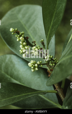 karaka nut, New Zealand Laurel (Corynocarpus laevigatus), leaves Stock ...