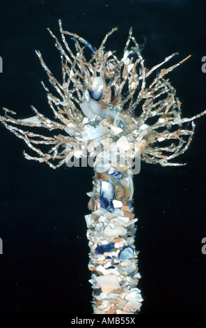 Sand mason worm (Lanice conchilega), Tree Tube Worm, Tube Worm, Tube ...