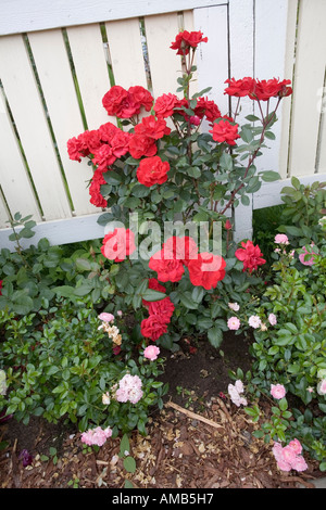 Red blooming roses Stock Photo - Alamy