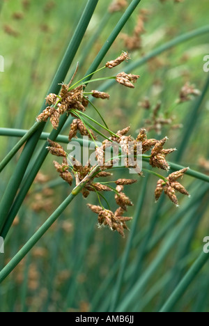 Heath Rush Juncus squarrosus Water marginal Wild flowers Stock Photo ...