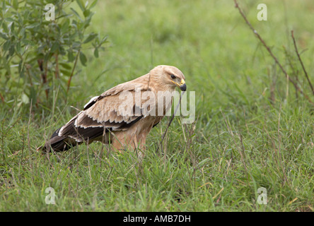 TAWNY EAGLE - eating snake Stock Photo - Alamy