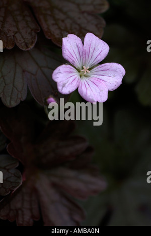Pink rose flower with background blurred Stock Photo - Alamy