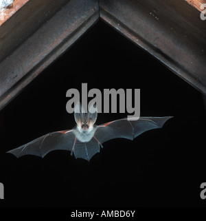 Grey long-eared bat (Plecotus austriacus) in flight, Thuringia, Germany ...