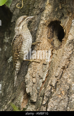 northern wryneck (Jynx torquilla), taking off from a rock, France ...