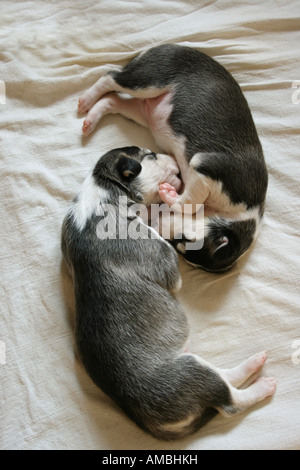 greyhound chart polski Stock Photo - Alamy