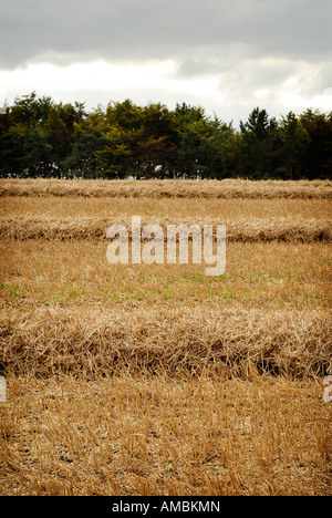 Stubble field after harvesting at Autumn , Finland Stock Photo - Alamy