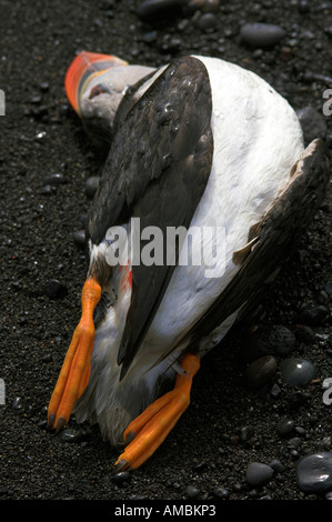 Dead puffin lying on the beach. Vik, Iceland Stock Photo - Alamy