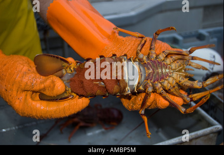 A female Crayfish with roe, Vessel Mystique, Kaikoura, New Zealand ...