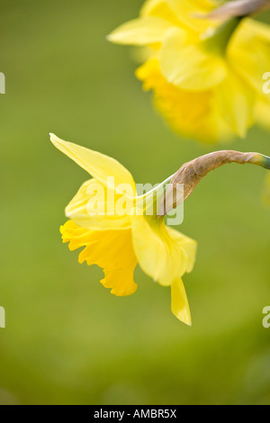 Spring floral background with yellow daffodil flowers Stock Photo - Alamy