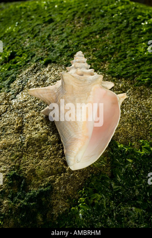Adult Queen Conch shell Strombus gigas Stock Photo - Alamy