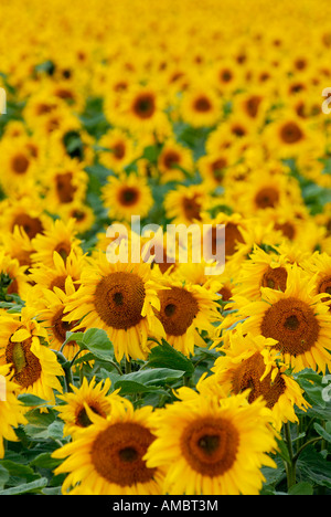Sunflowers in the summer sun at Wadswick in Wiltshire Stock Photo - Alamy