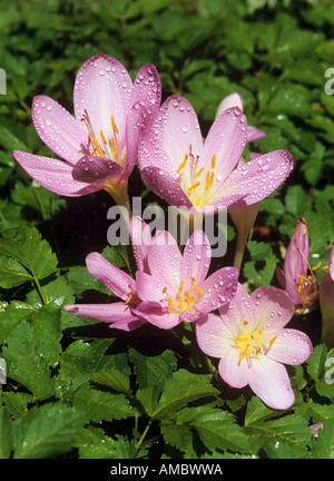 Close-up of Autumn Crocuses (Colchicum autumnale) in Meadow, Bavaria ...