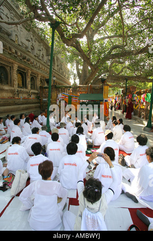 Mahabodhi Tree at Mahabodhi Temple, Bodhgaya, Bihar, India, Asia Stock ...