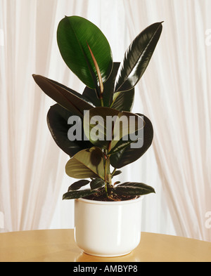 Ficus elastica tree Stock Photo - Alamy
