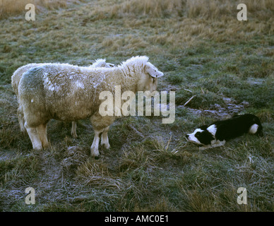 A Border Collie sheepdog herding a ewe sheep at a sheepdog sale ...