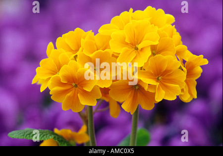 Yellow 'Primrose' Lilac Flowers Stock Photo - Alamy