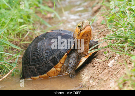 Chinese box turtle, Cuora flavomarginata flavomarginata Stock Photo - Alamy
