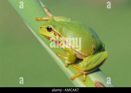 Macro closeup shot of a green frog with stripes Stock Photo - Alamy