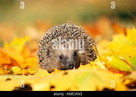 A close-up of a cute little hedgehog on the sand Stock Photo - Alamy