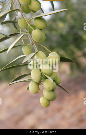 An olive tree branch with green olives and leaves Stock Photo - Alamy