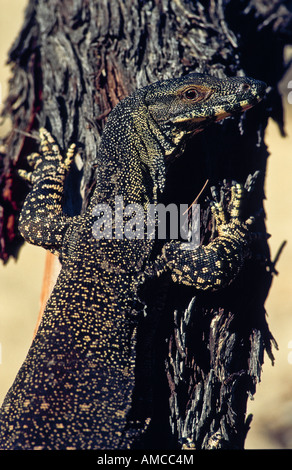 Lace Monitor, Australia Stock Photo - Alamy