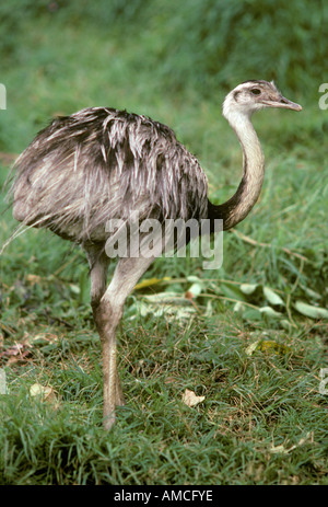 Common Rhea - Rhea americana Stock Photo - Alamy