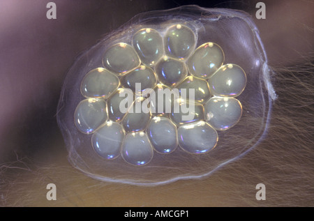 Orb Snail Egg Cluster Planorbula gyraulus Stock Photo - Alamy