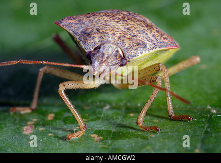 Spined Soldier Bug (Podisus maculiventris) Insecta Stock Photo - Alamy