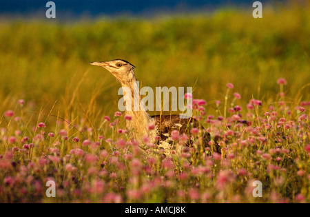 Australian Bustard [Plains Turkey] Australia Stock Photo - Alamy