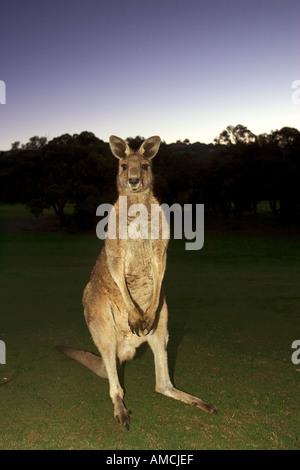 eastern grey kangaroo - night / Macropus giganteus Stock Photo - Alamy
