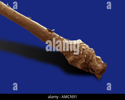 Human hair. Coloured scanning electron micrograph(SEM) of hair shafts ...