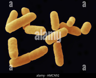 Shigella sonnei Bacteria Stock Photo - Alamy