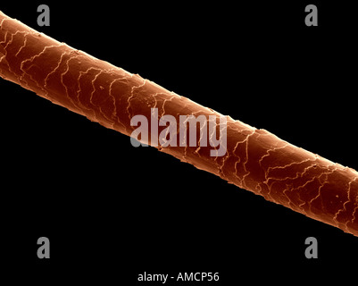 Human hair. Coloured scanning electron micrograph(SEM) of hair shafts ...