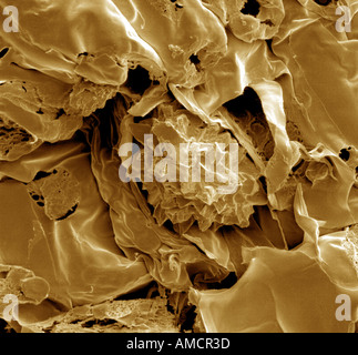 A scanning electron micrograph (SEM) of a Dianthus petal, magnified ...