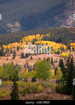 aspen tree branch with green leaves, wide photo Stock Photo - Alamy