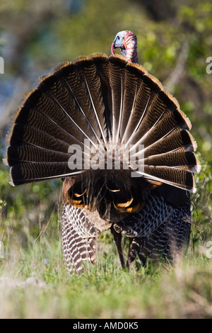 Rear view of a strutting male wild turkey displaying in the spring ...
