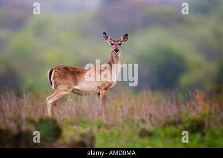 A selective focus shot of a white-tailed deer in a grass field Stock ...