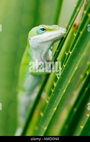 Profile of American green anole lizard with pink dewlap extended while ...