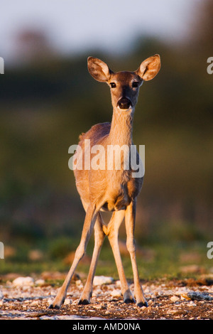 A selective focus shot of a white-tailed deer in a grass field Stock ...