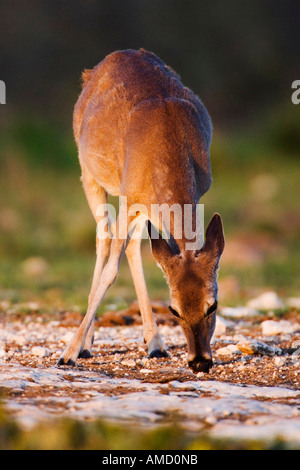 A selective focus shot of a white-tailed deer in a grass field Stock ...