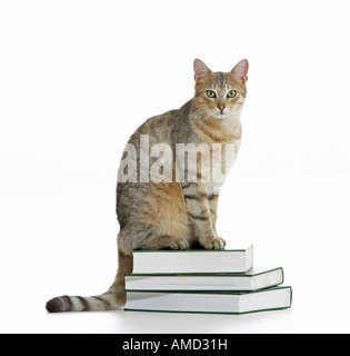 Cat with a book Stock Photo - Alamy