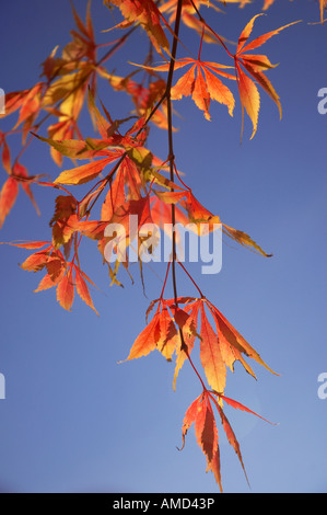 Autumn maple leaves against blue sky Copy space Stock Photo - Alamy