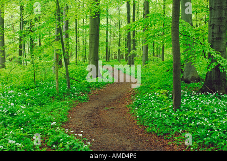 Path through deciduous forest with blooming wild garlic (Allium ursinum ...