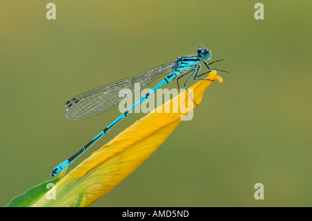 Closeup shot of a bug on blooming yellow Lantana flower Stock Photo - Alamy