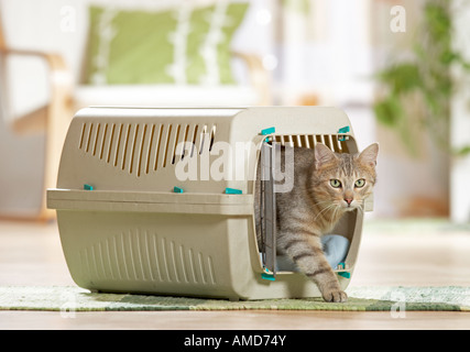 domestic cat in transport box Stock Photo - Alamy