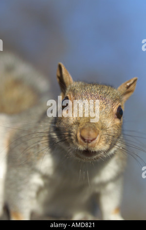 A grey squirrel looking at you while portrait on the rock background ...