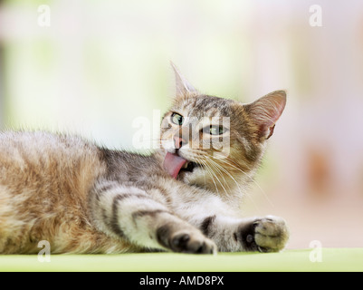 domestic cat - preening itself Stock Photo - Alamy