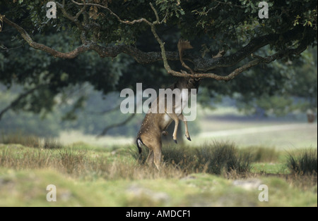FALLOW DEER STAG LIFTING TREE WITH ANTLERS Stock Photo - Alamy