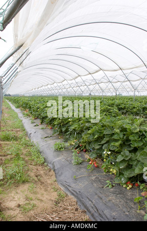 Pick your own strawberries inside a polythene tunnel with automatic ...